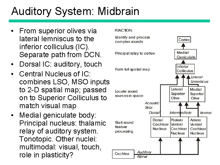 Auditory System Introduction Sound Physics Salient features of