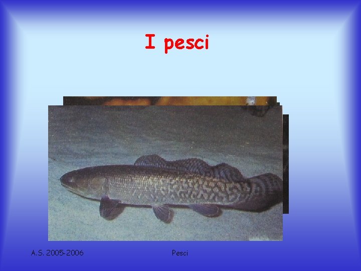 Lezione I PESCI Materia Biologia Docente Prof Brusetti