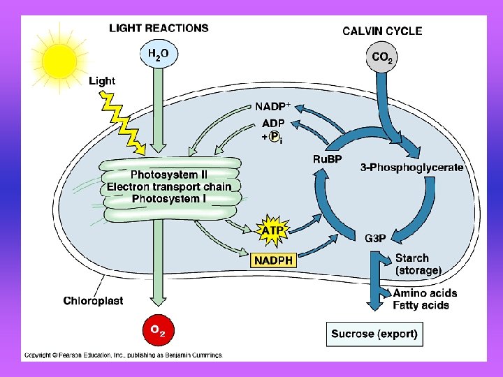 Photosynthesis Ch 6 6 1 Photosynthesis Biochemical pathway