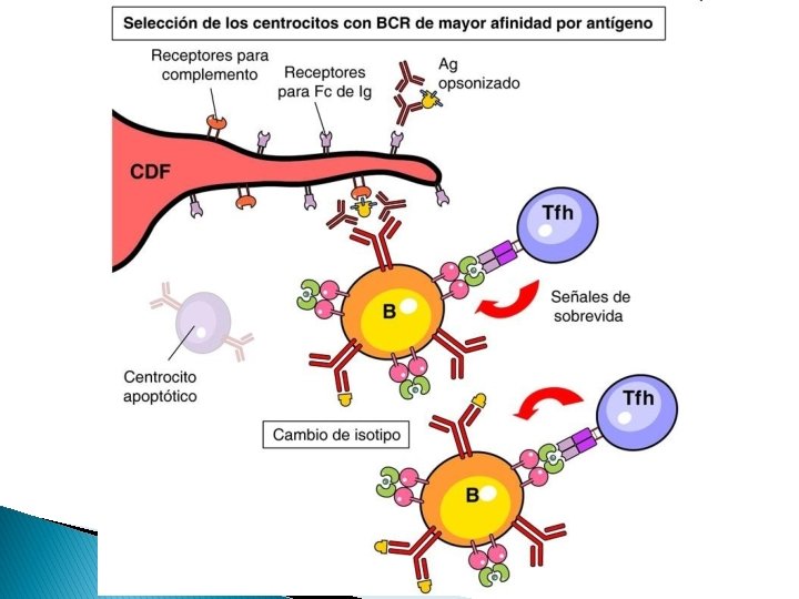 Respuesta Inmune mediada por Linfocitos B Dr Marcelo