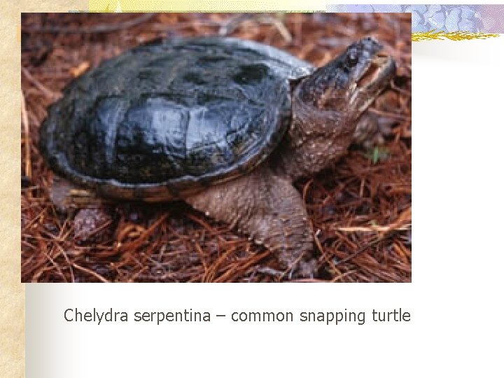 Alabama Reptiles Three orders of reptiles occur in