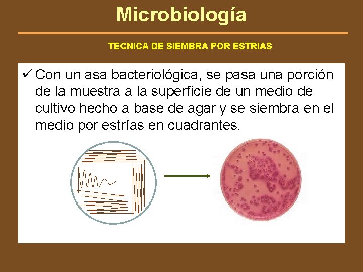 Microbiologa Marta Gutirrez del Campo Microbiologa La Microbiologa