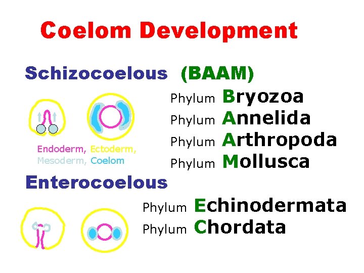 Grade Breakdown Lecture 50 points 15 Midterm Lecture