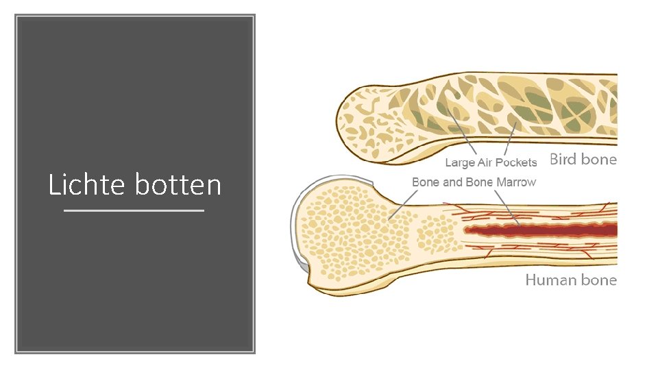 Vogelkunde Les 4 Leerdoelen Benoemen Onderdelen van de