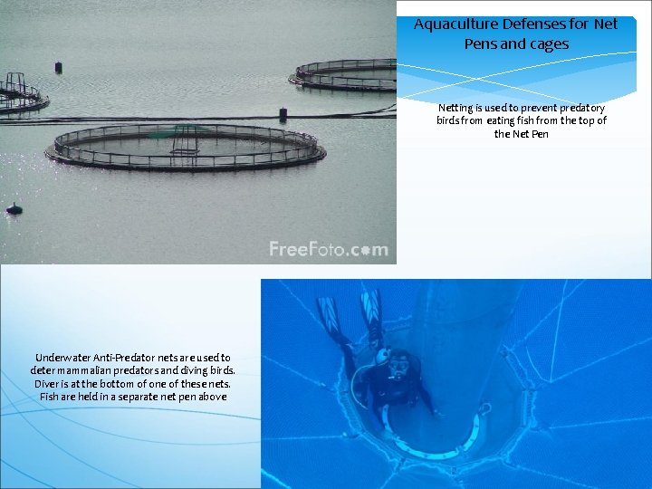 Cons of Aquaculture By Megan Stransky Nancy Joyce