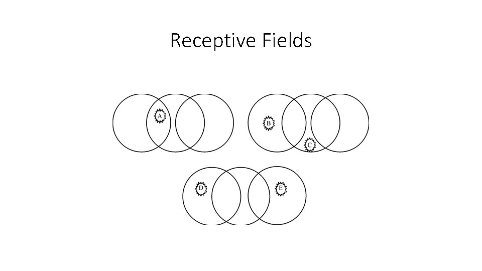 COLOR A forced march through Color theory Anatomy