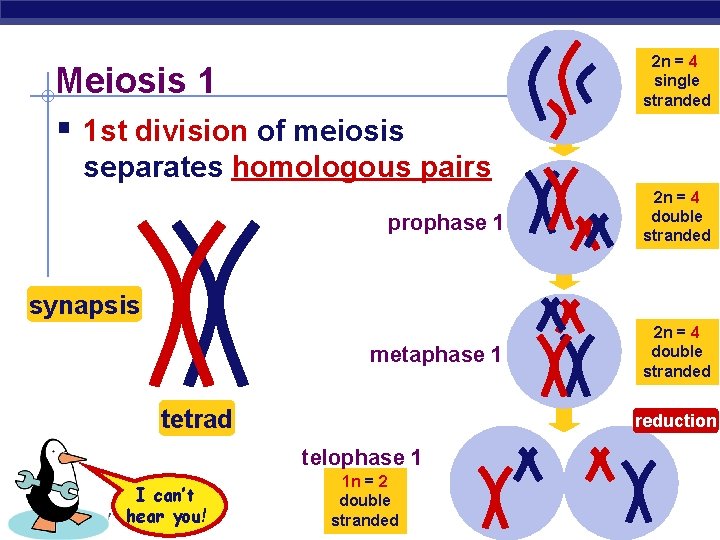 Meiosis Sexual Reproduction AP Biology 2007 2008 Cell