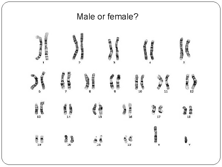 Chapter 13 Meiosis Sexual Life Cycles Courtesy of