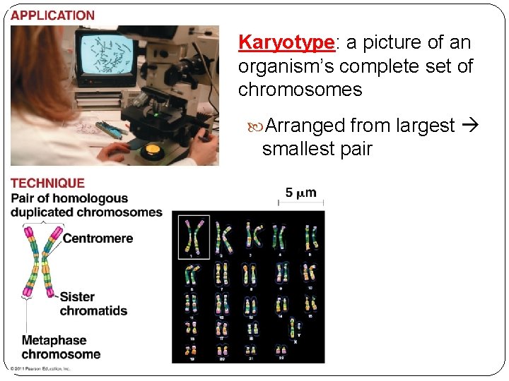 Chapter 13 Meiosis Sexual Life Cycles Courtesy of