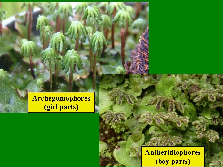 The Bryophytes NONVASCULAR PLANTS no plumbing TERRESTRIAL Mosses