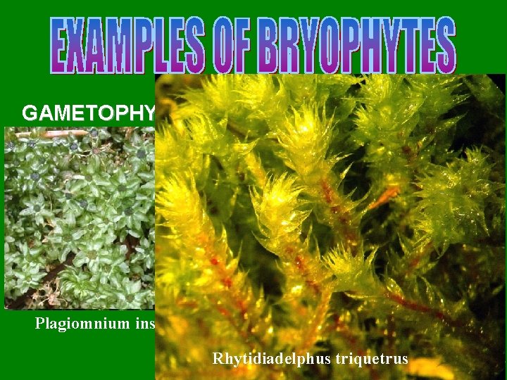 The Bryophytes NONVASCULAR PLANTS no plumbing TERRESTRIAL Mosses