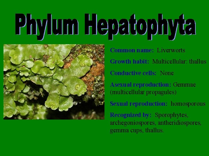 The Bryophytes NONVASCULAR PLANTS no plumbing TERRESTRIAL Mosses