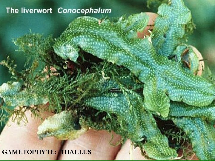 The Bryophytes NONVASCULAR PLANTS no plumbing TERRESTRIAL Mosses