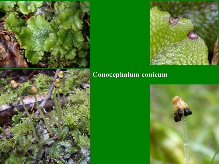 The Bryophytes NONVASCULAR PLANTS no plumbing TERRESTRIAL Mosses