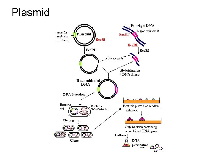 Preparation and concentration determination of plasmid DNA from