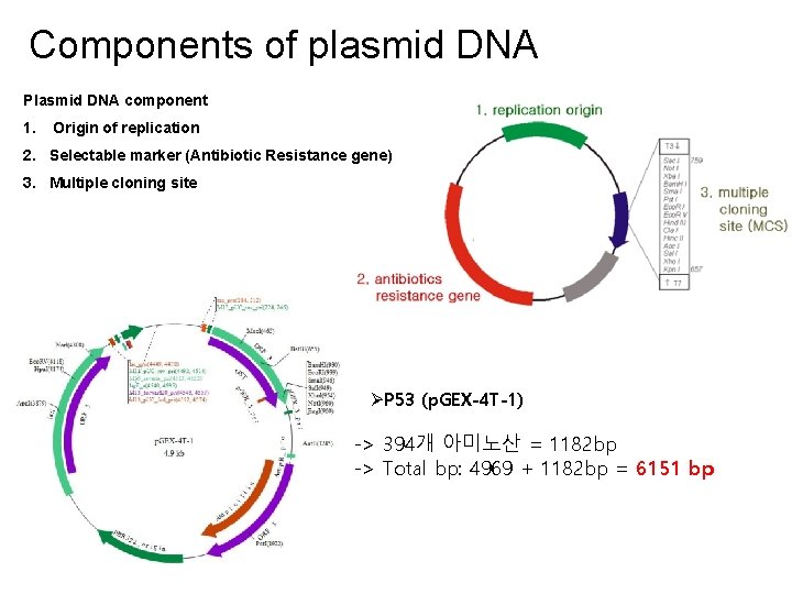 Preparation and concentration determination of plasmid DNA from