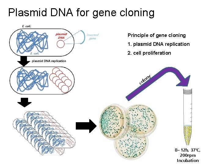 Preparation and concentration determination of plasmid DNA from