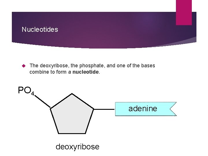 DNA THE BUILDING BLOCKS FOR ALL LIFE DNA