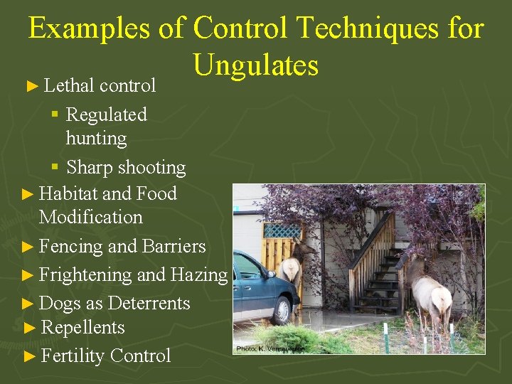 Identification and Management of Wildlife Damage Kurt C