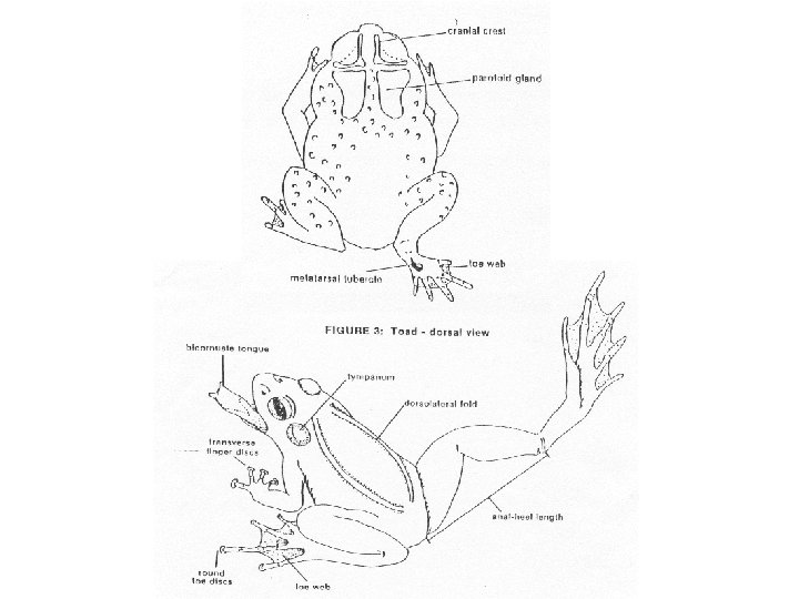 Amphibian Life History Amphibian Life History I III