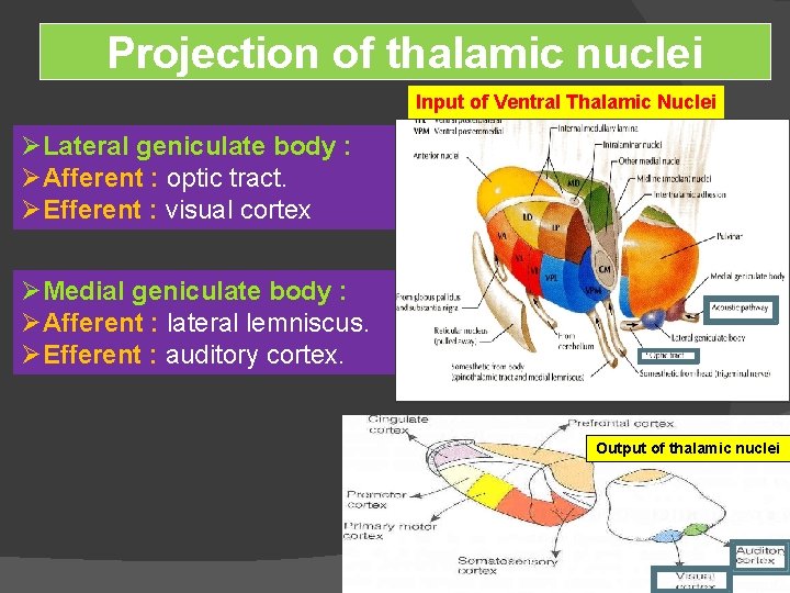 Thalamus Limbic System Prof Saeed Abuel Makarem Dr