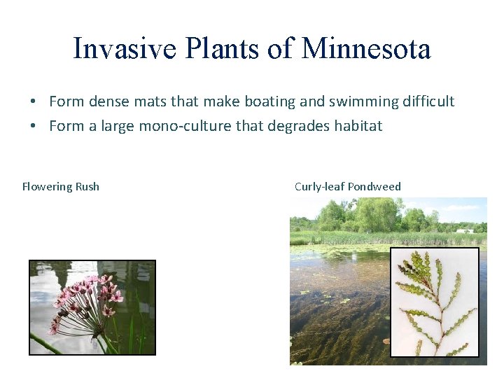 Introduction to Aquatic Invasive Species AIS Outline for