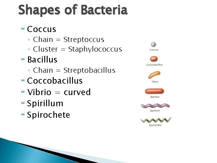 Bacterial Cell Structure Function Dr QuratUlAin Department Of