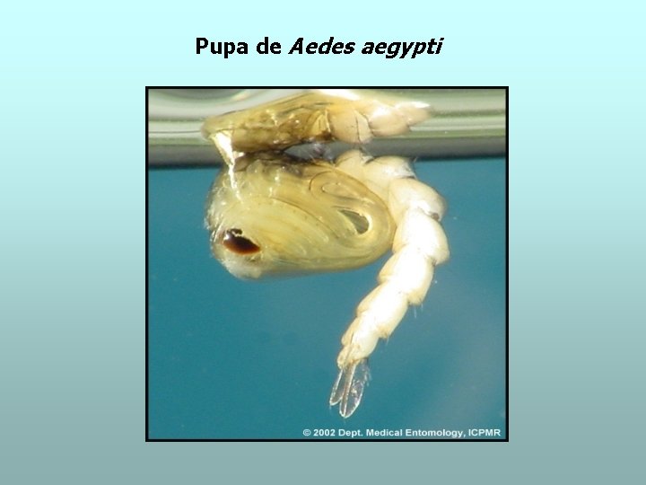 Aedes aegypti Dengue y Fiebre amarilla Disertante Doctora