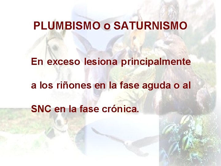 ALTERACIN DE LOS PIGMENTOS PATOLOGA GENERAL VETERINARIA INTRODUCCIN