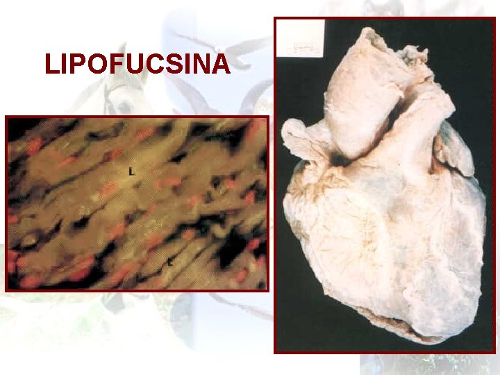 ALTERACIN DE LOS PIGMENTOS PATOLOGA GENERAL VETERINARIA INTRODUCCIN