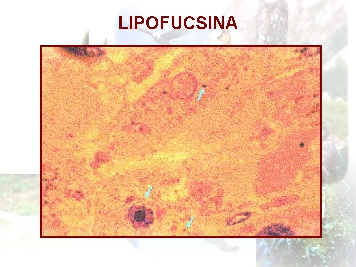 ALTERACIN DE LOS PIGMENTOS PATOLOGA GENERAL VETERINARIA INTRODUCCIN