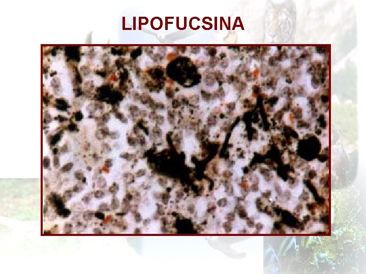 ALTERACIN DE LOS PIGMENTOS PATOLOGA GENERAL VETERINARIA INTRODUCCIN
