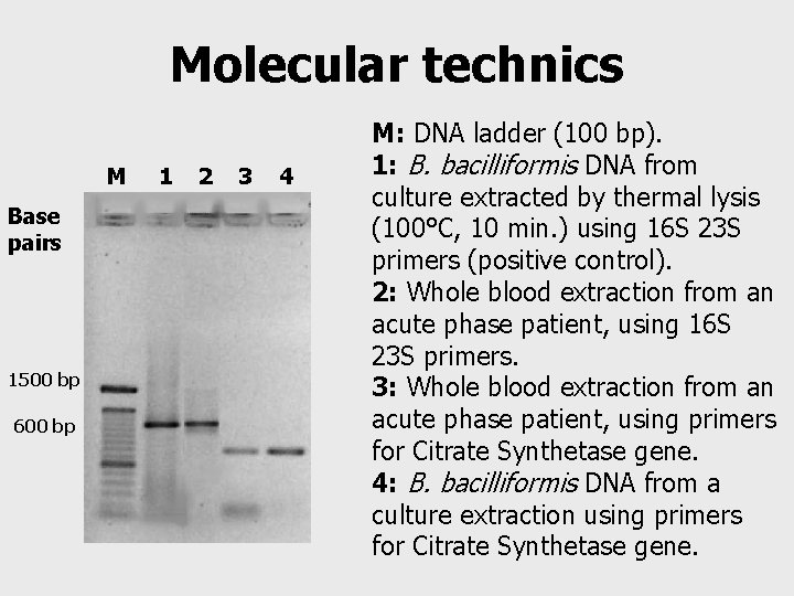 Human Bartonellosis caused by Bartonella bacilliformis 1 Henrquez