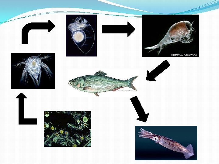Bathyal Zone of the Aquatic Biome Jennifer Gerstner