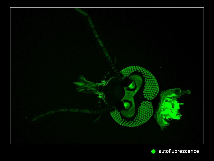 Konfokln mikroskop confocal laser scanning microscope CLSM Historie