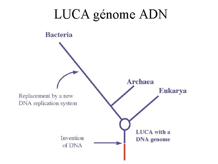 Arbre du vivant 3 Hypothses Rverse gyrase des