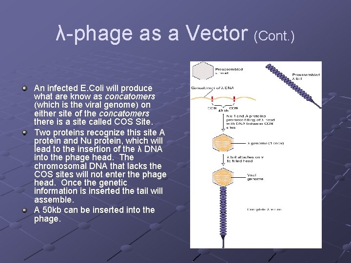 Genomic DNA c DNA Libraries By Tal H