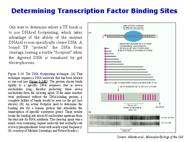 Unit 2 2 Introduction to Control of Gene