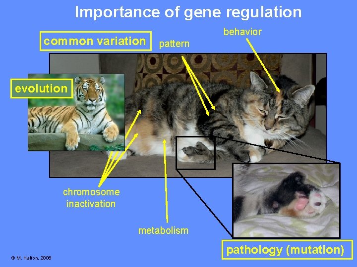 Unit 2 2 Introduction to Control of Gene