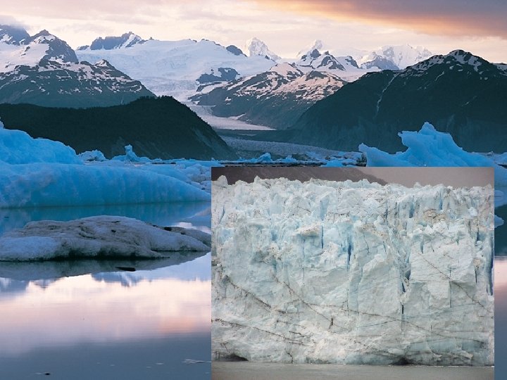 Succession and Stability Seals Chapter 20 Reduced snowfall