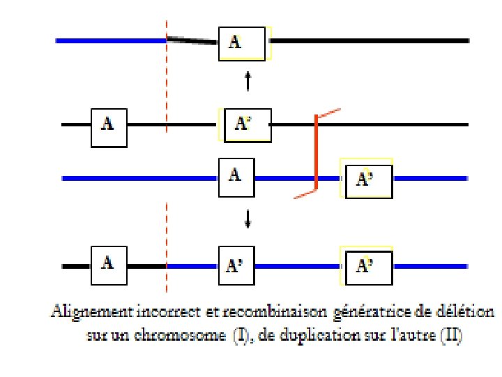 Les mutations I Introduction II Principales mutations 1