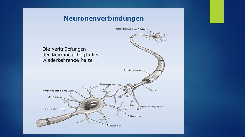 Die Bedeutung frhkindlicher Reflexe DR CARSTEN QUEIER Die