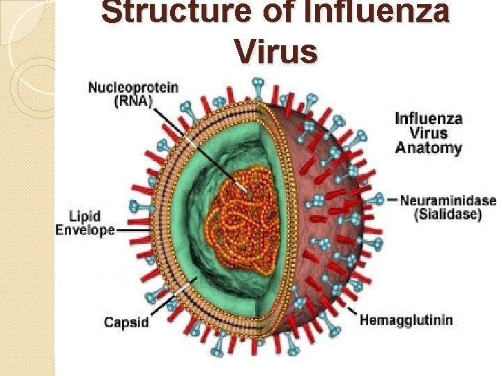 Viral Diseases Prof Dr Ananda Kumar Saha Dept