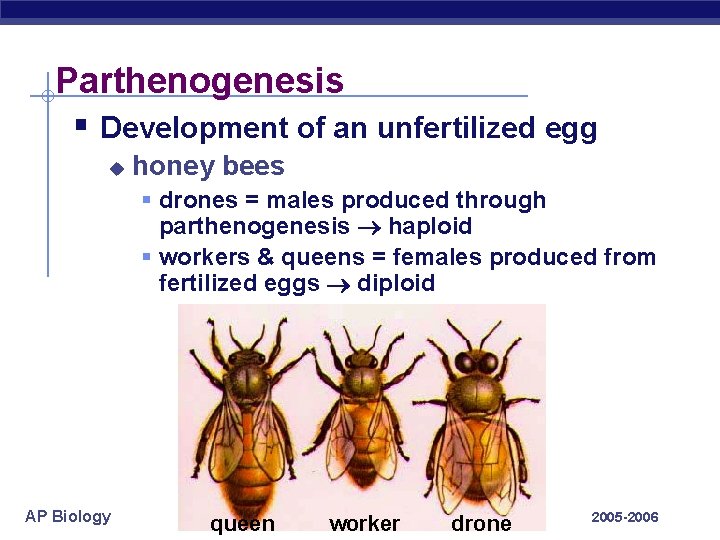 Animal Reproduction AP Biology 2005 2006 Sexual asexual