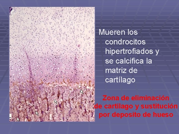 DESARROLLO DE LOS TEJIDOS DUROS Histognesis Desarrollo del