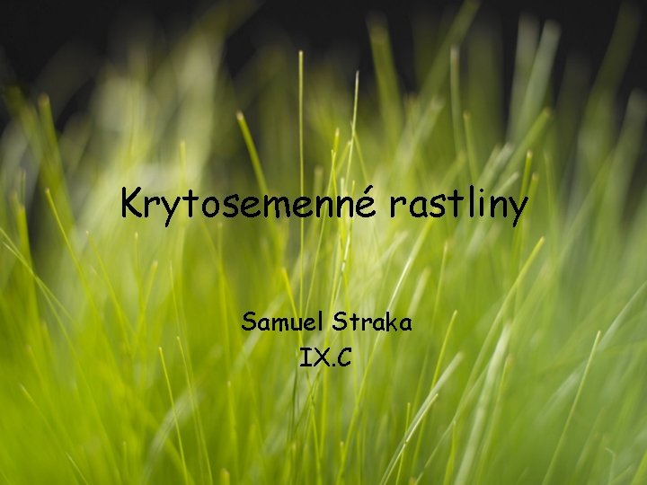 Krytosemenn rastliny Samuel Straka IX C Krytosemenn rastliny