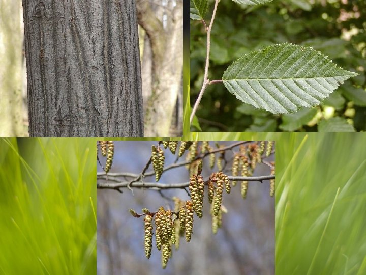 Krytosemenn rastliny Samuel Straka IX C Krytosemenn rastliny