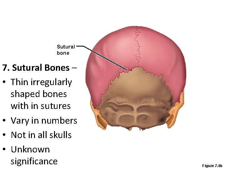 Skull Thoracic cage ribs and sternum Vertebral column