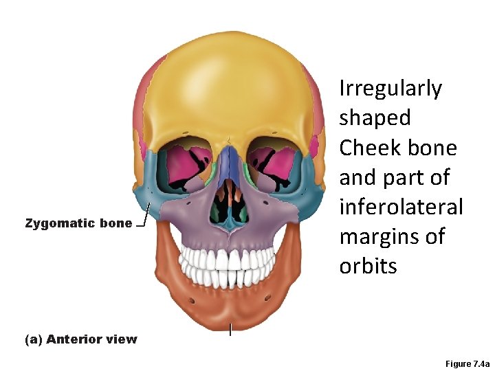 Skull Thoracic cage ribs and sternum Vertebral column