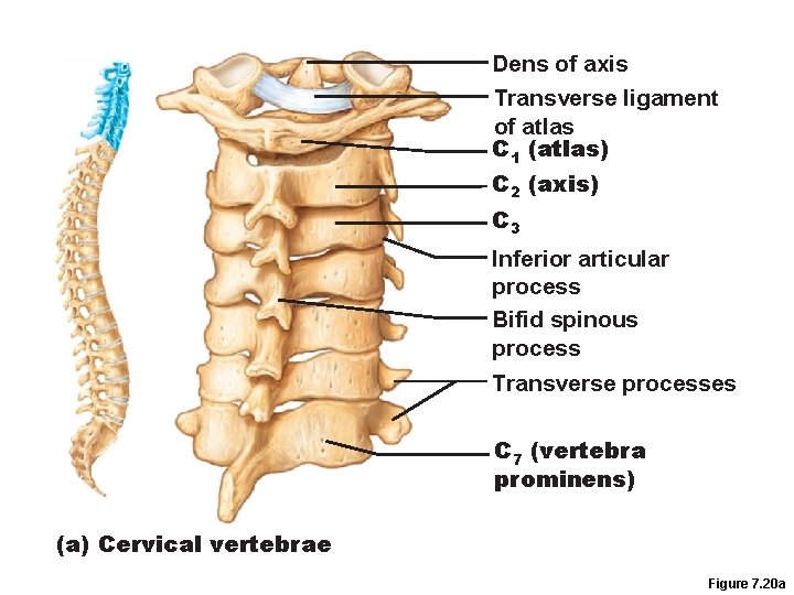 Skull Thoracic cage ribs and sternum Vertebral column